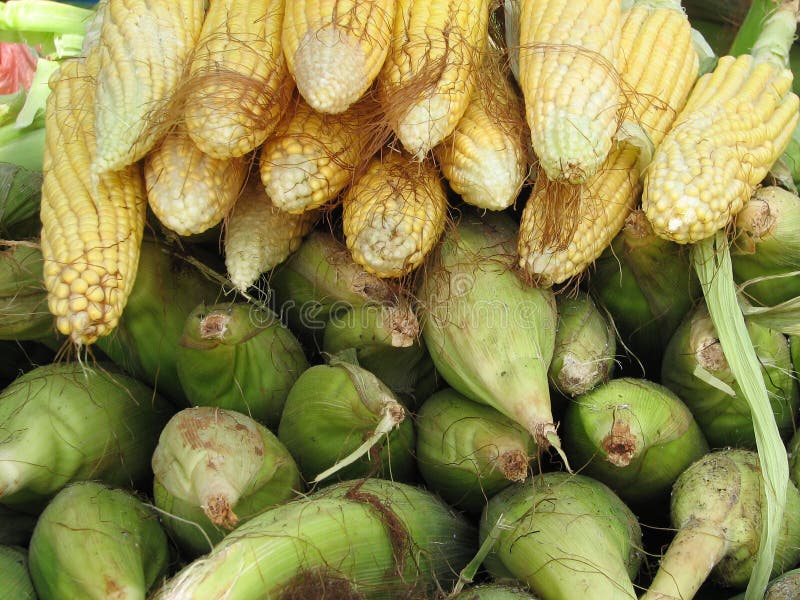 Maize or Corn Crop. stock image. Image of sheath, midsection - 96749431