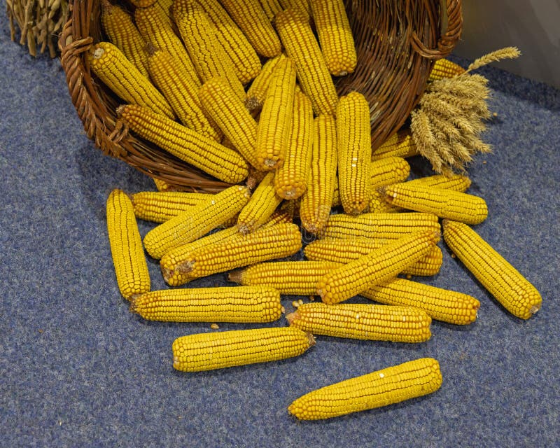 Maize Corn Cobs stock photo. Image of cobs, ears, ingredients - 240066774