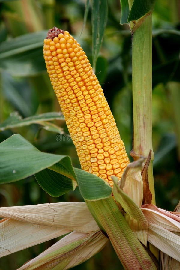 Maize, corn corncob stock image. Image of majs, green - 11201727