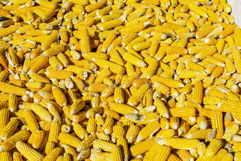 Maize or Corn Crop Isolated and Stored View Stock Photo - Image of ...