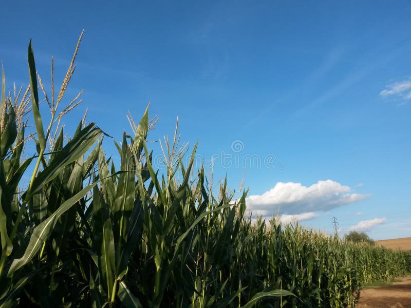 Maize, Corn Field with Blue Sky Background, Sunny Stock Image - Image ...