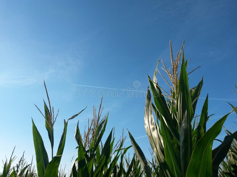 Maize, Corn Field with Blue Sky Background and Condensation Trail of ...