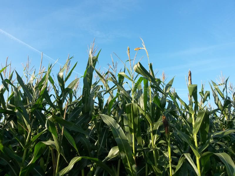 Maize, Corn Field with Blue Sky Background, Breeze Stock Photo - Image ...
