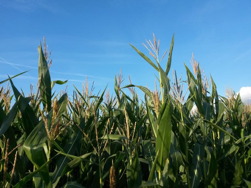 Maize, Corn Field with Blue Sky Background and Condensation Trail of ...