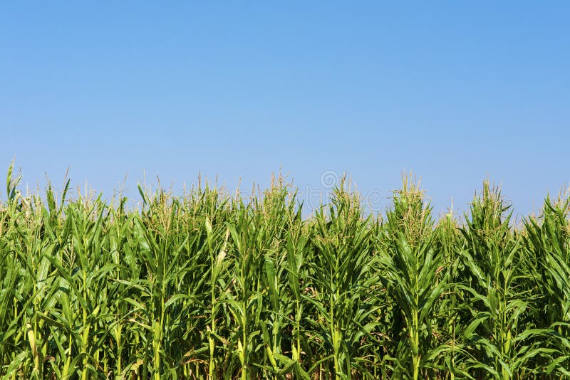 Maize or Corn Field Growing Up on Blue Sky. Stock Photo - Image of ...