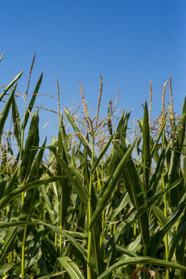 Corn or Maize Field Growing Up on Blue Sky Stock Image - Image of ...