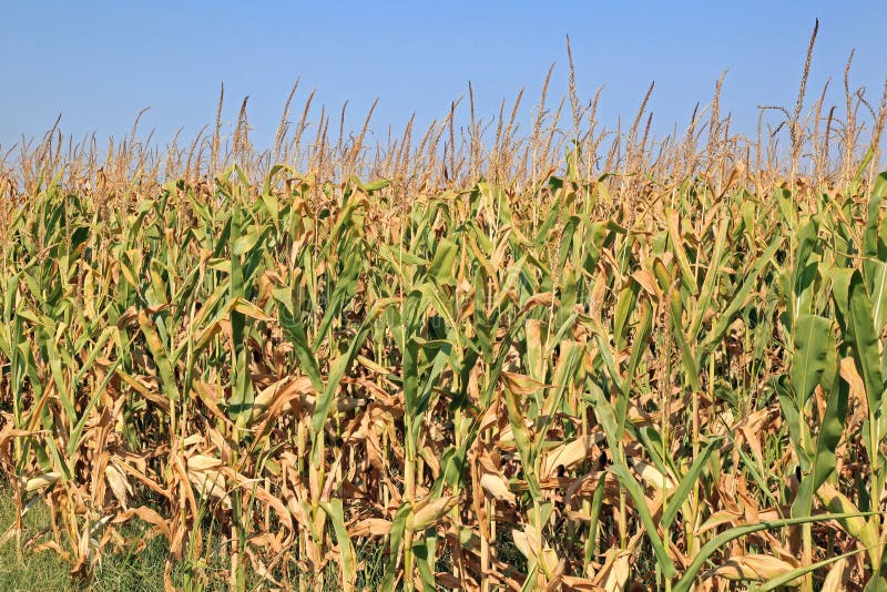 Maize Corn stock photo. Image of field, corn, yellow - 153591008