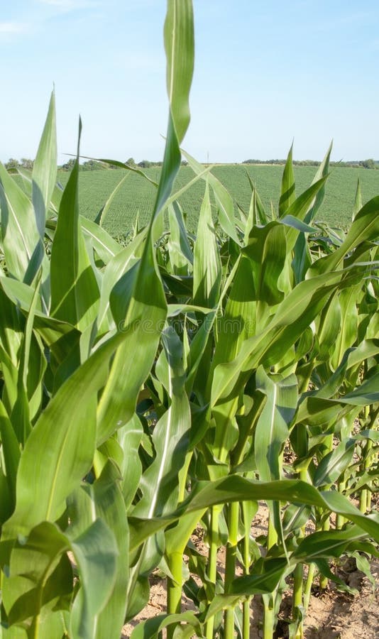 Maize corn field Zea mays stock photo. Image of field - 172513076