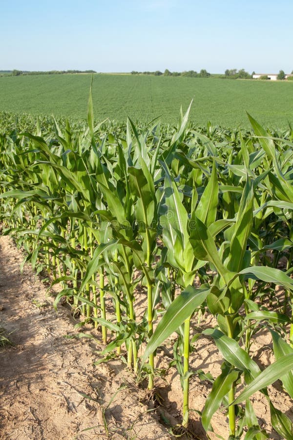 Maize corn field Zea mays stock image. Image of high - 172605677