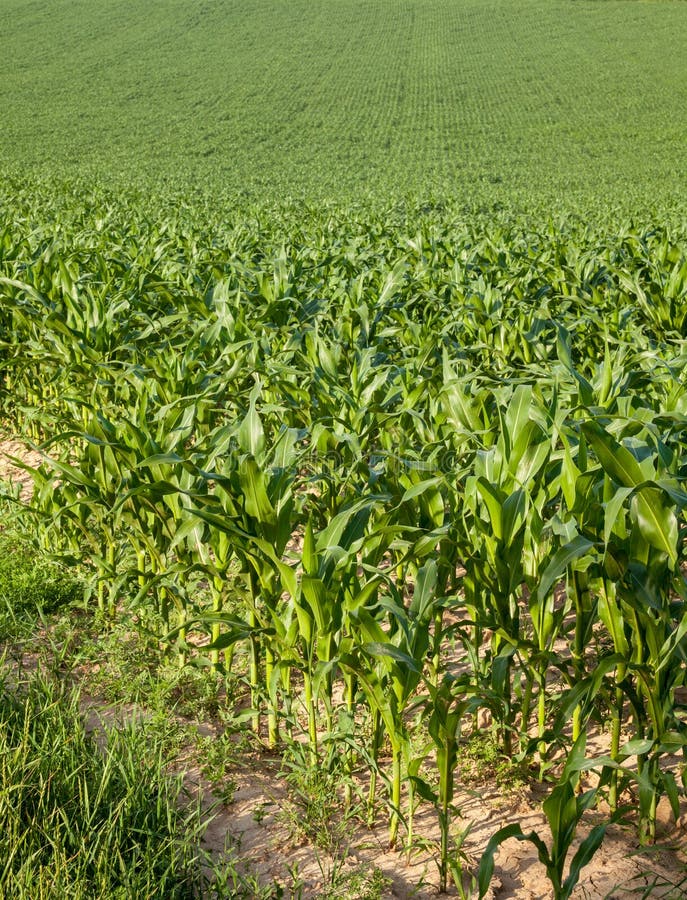 Maize corn field Zea mays stock image. Image of agricultural - 177227499