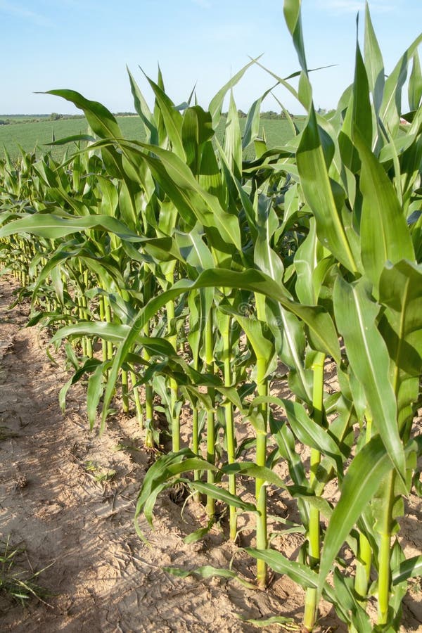 Maize corn field Zea mays stock image. Image of agricultural - 177245513