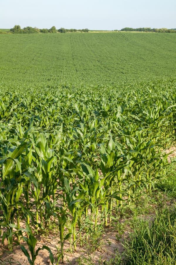 Maize corn field Zea mays stock image. Image of long - 179749801