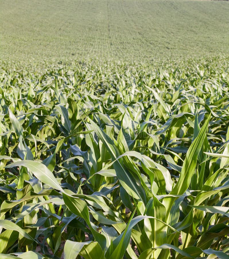 Maize corn field Zea mays stock photo. Image of high - 183048520