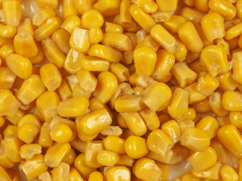 Maize corn stock photo. Image of maize, modified, isolated - 6353162