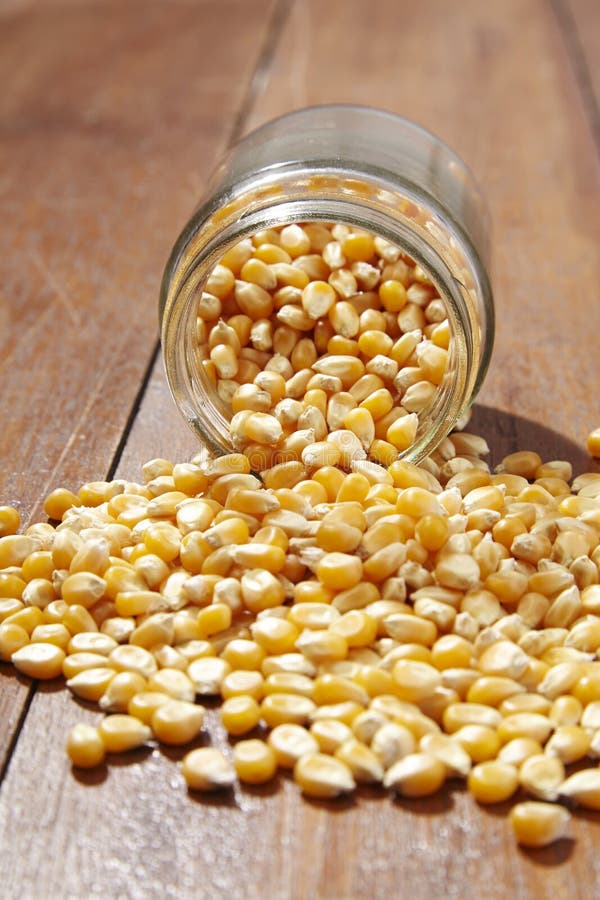 Maize corn stock image. Image of popcorn, seed, ingredient - 63824933