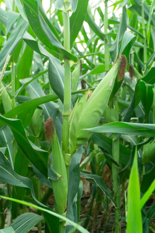 Maize or Corn Organic Planting in Cornfield Stock Photo - Image of ...