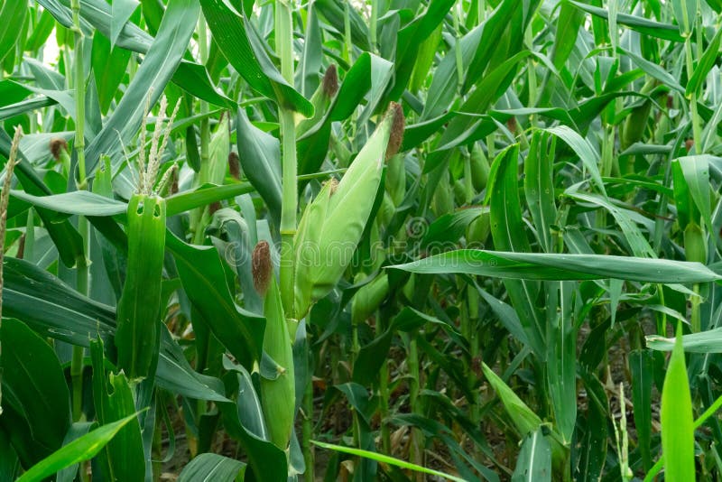 Maize or Corn Organic Planting in Cornfield Stock Image - Image of ...