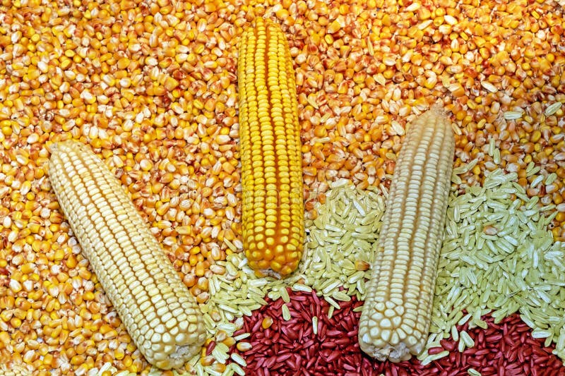 Maize corn raw stock image. Image of agriculture, vegetarian - 288442387