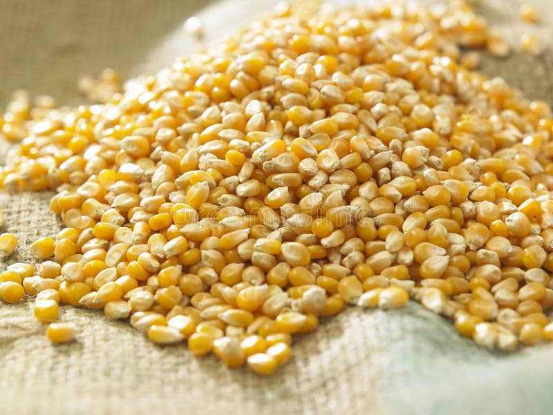 Maize corn stock image. Image of kernel, seed, vegetarian - 63824097