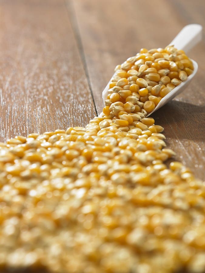 Maize corn stock image. Image of farm, seed, kernel, snack - 63823835
