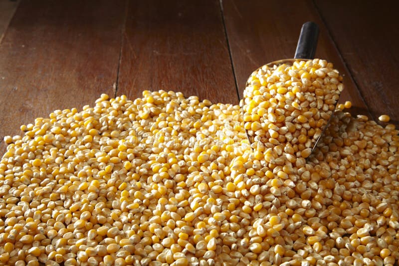 Maize corn stock image. Image of agriculture, healthy - 63824201