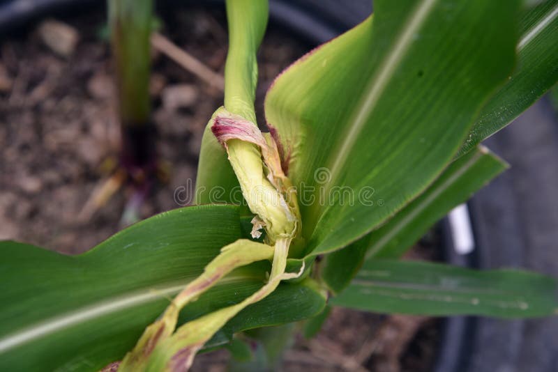 Maize, Corn Shoot Disorder Symptom Stock Photo - Image of closeup ...