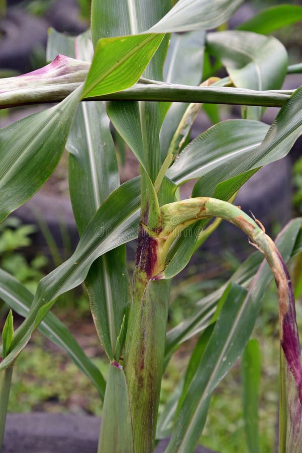 Maize, Corn Shoot Disorder Symptom Stock Image - Image of growing, corn ...