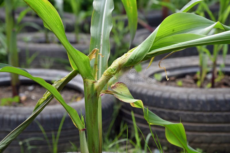 Maize, Corn Shoot Disorder Symptom Stock Image - Image of environment ...