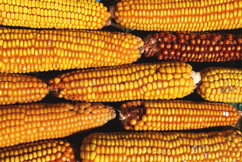 Maize Corn Stack Closeup, Corn Textured Background Stock Image - Image ...