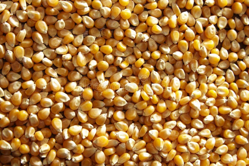 Maize corn stock image. Image of food, healthy, organic - 63823855