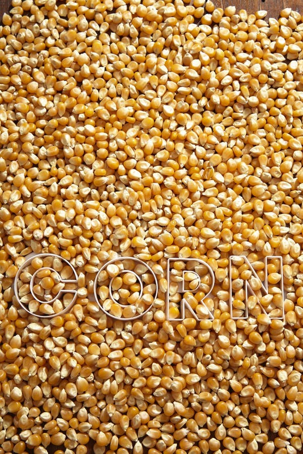 Maize corn stock image. Image of natural, ingredient - 63824579