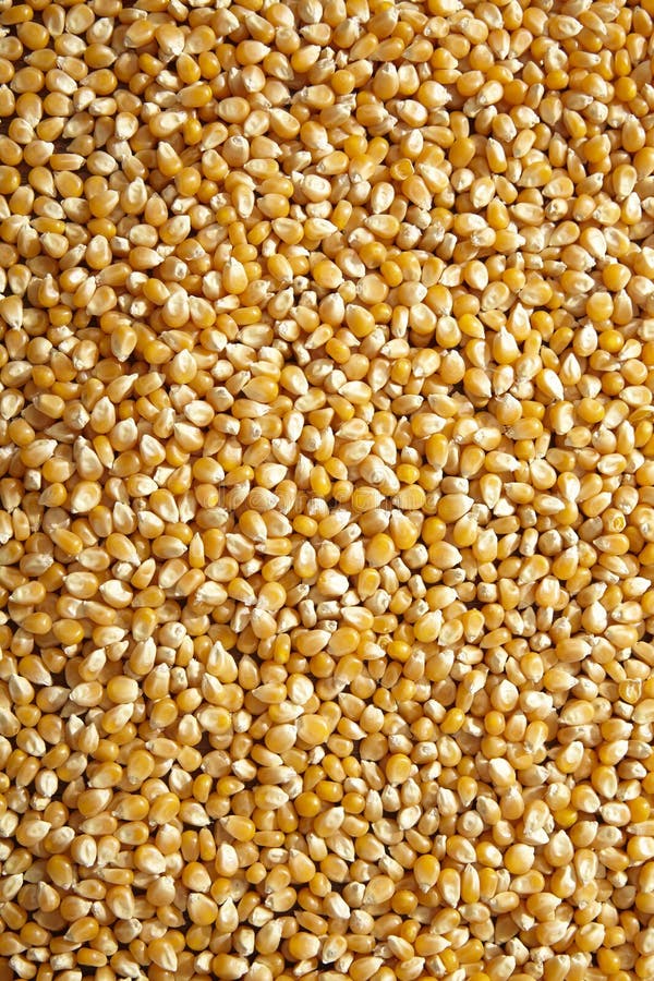 Maize corn stock image. Image of popcorn, cereal, harvest - 63824793