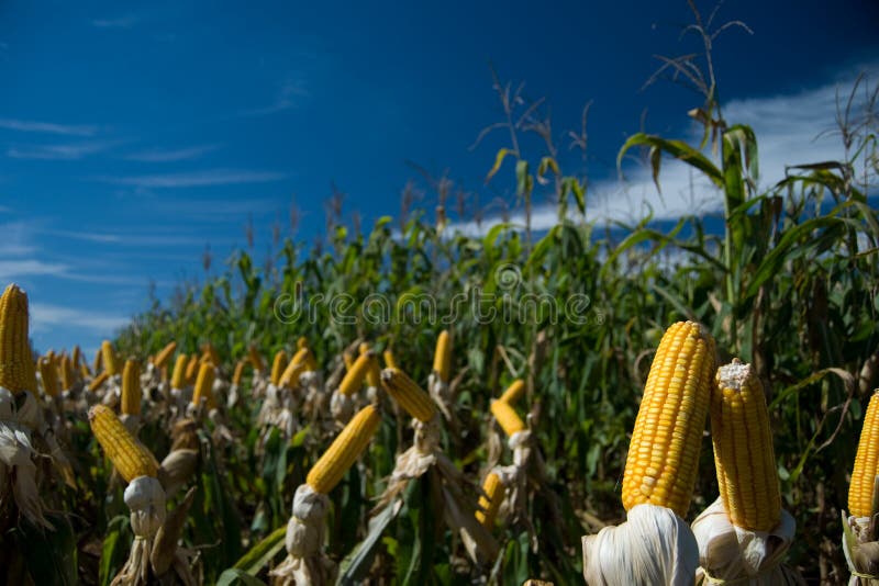 Maize Crop stock image. Image of landscape, environment - 8680887