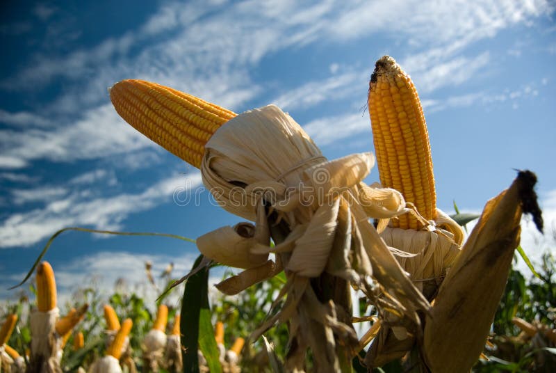 Maize Crop stock image. Image of nature, botanical, maize - 8861355