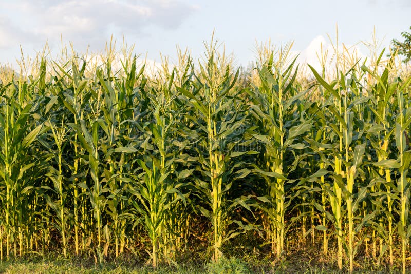 Maize Crop Field Beautiful View Stock Photo - Image of agricultural ...