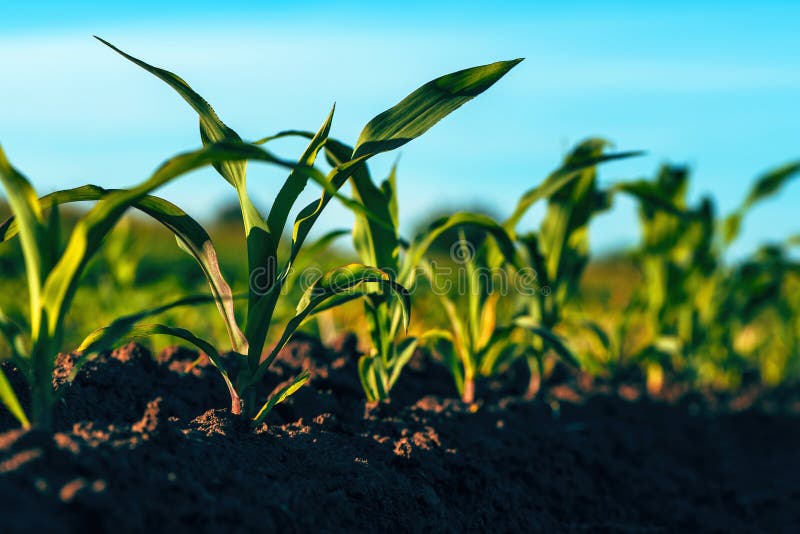 Maize Crop Field with Corn Plants in Four To Five Leaves Growth ...
