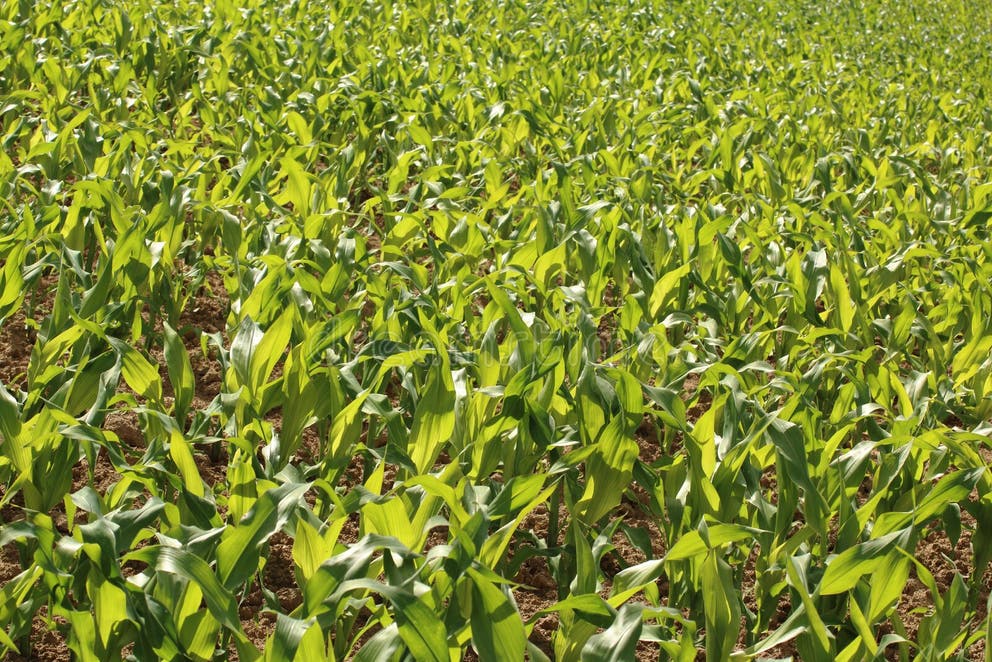 Maize crop stock photo. Image of young, rows, scenery - 74392042