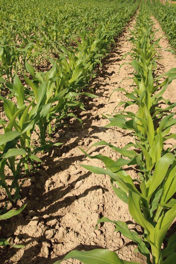 Maize crop stock image. Image of plants, outdoor, scenic - 74392055