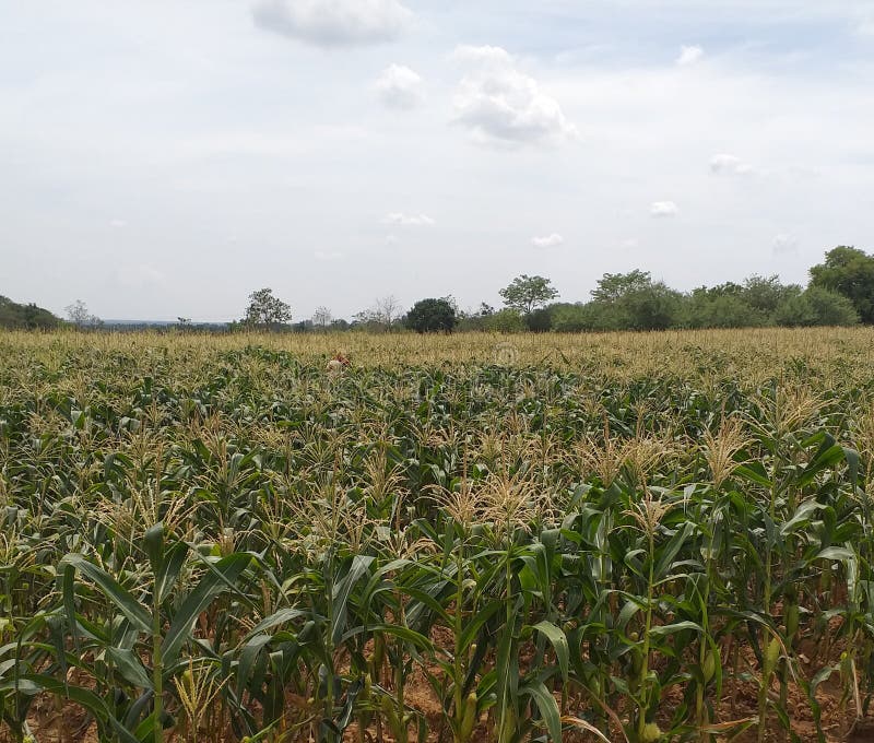 Maize stock photo. Image of crop, rural, maize, season - 219343006