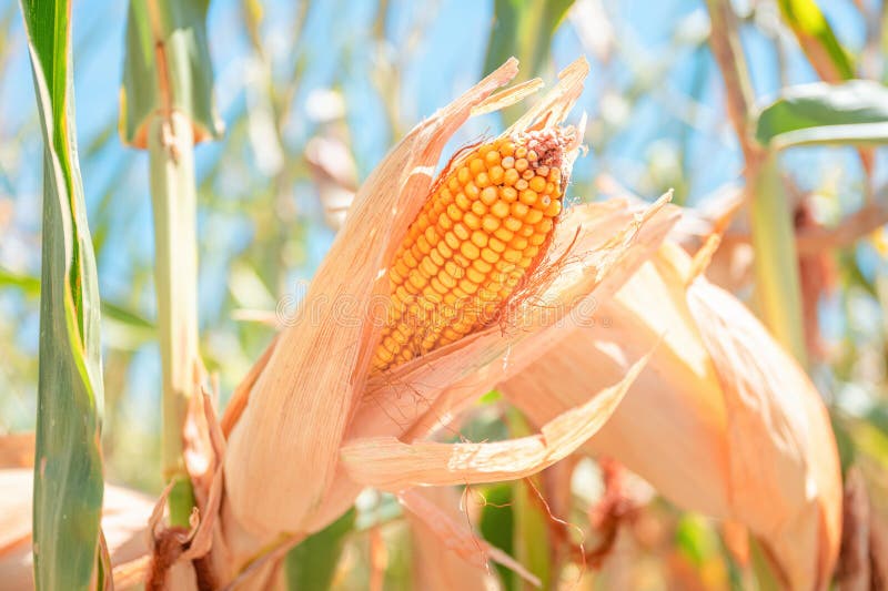 Maize Crops are Ripe and Ready for Harvest, Closeup of Corn on the Cob ...
