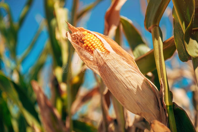 Maize Crops are Ripe and Ready for Harvest, Closeup of Corn on the Cob ...