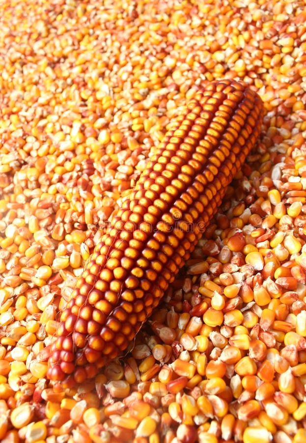 1,022 Maize Ear Corn Grain Pile Photos - Free & Royalty-Free Stock ...
