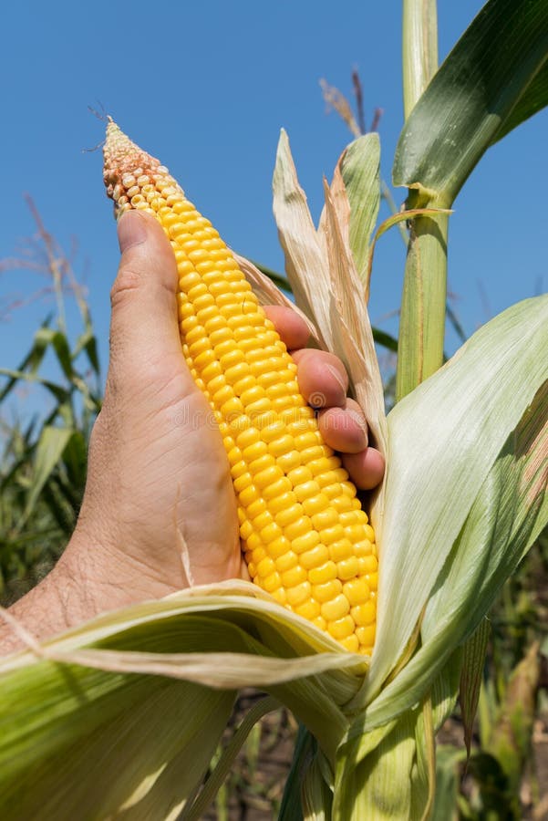 Maize in Farmers Hand on Field Stock Photo - Image of hand, farm: 85209250
