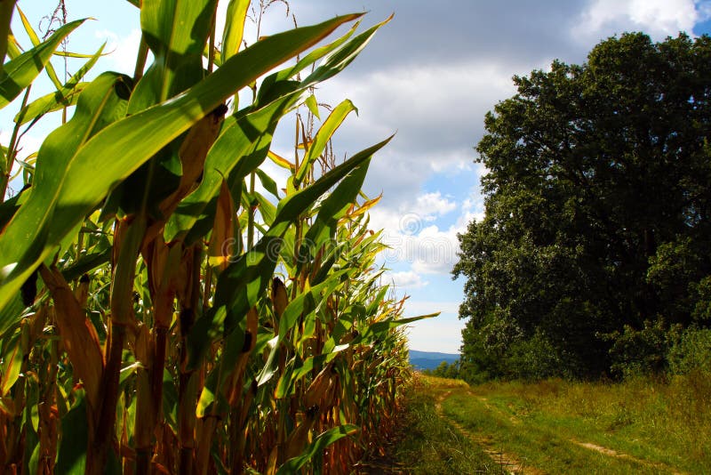 Maize field stock photo. Image of corn, crop, closeup - 10882526