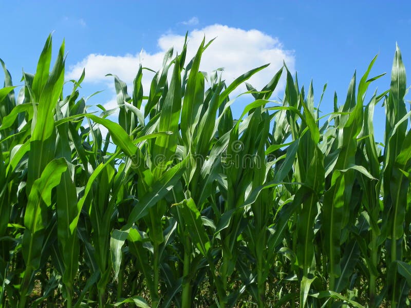 Maize or Corn Farm Field Plants Stock Photo - Image of farm, plant: 468658 Maize or Corn Farm Field Plants Stock Photo - Image of farm, plant: 468658