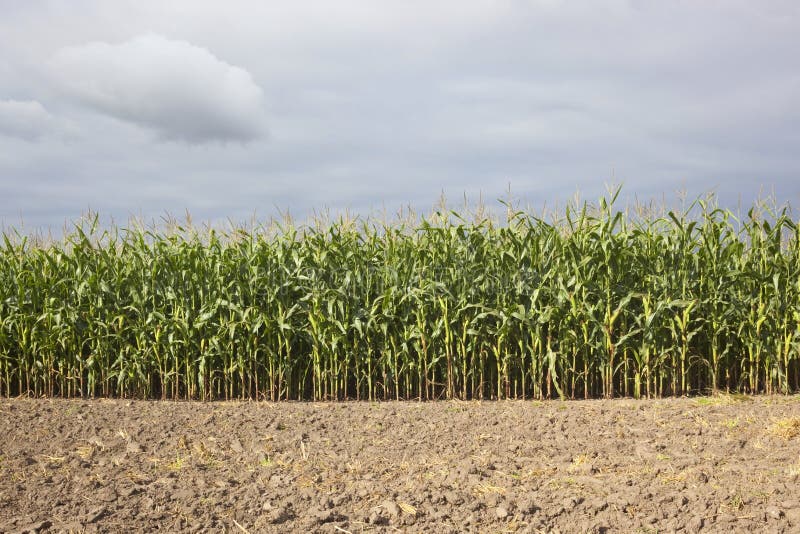 Maize field stock photo. Image of outdoors, arable, plants - 17412484