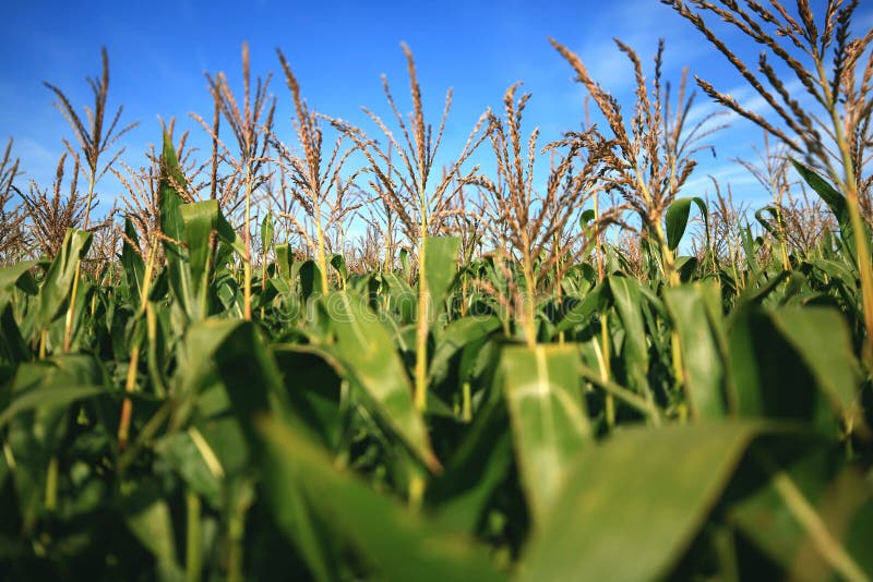 In the maize field stock image. Image of agriculture - 191153123