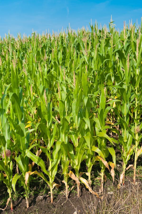 Maize field stock image. Image of meal, farm, harvest - 20721875