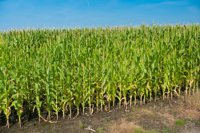 Maize field stock image. Image of farmer, organic, plant - 20721877
