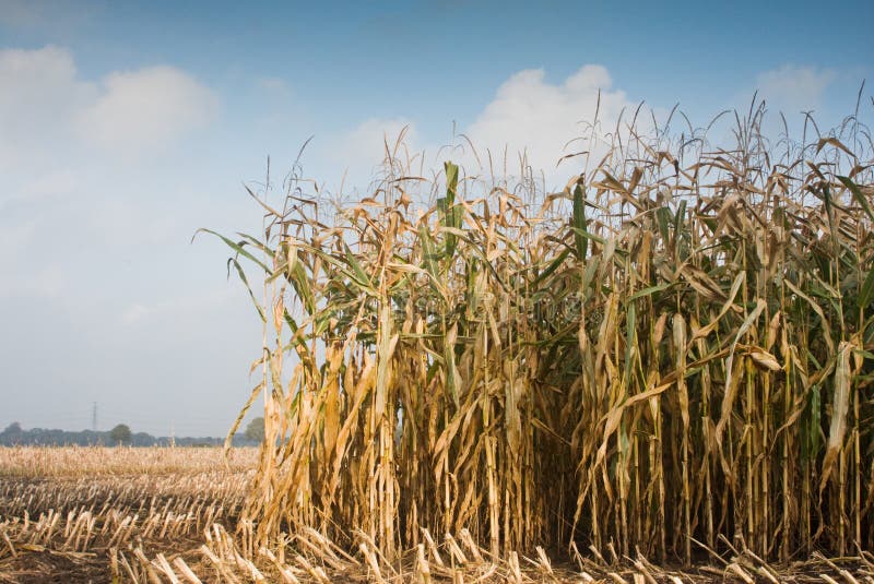 Maize field stock photo. Image of plant, fall, biomass - 21665456